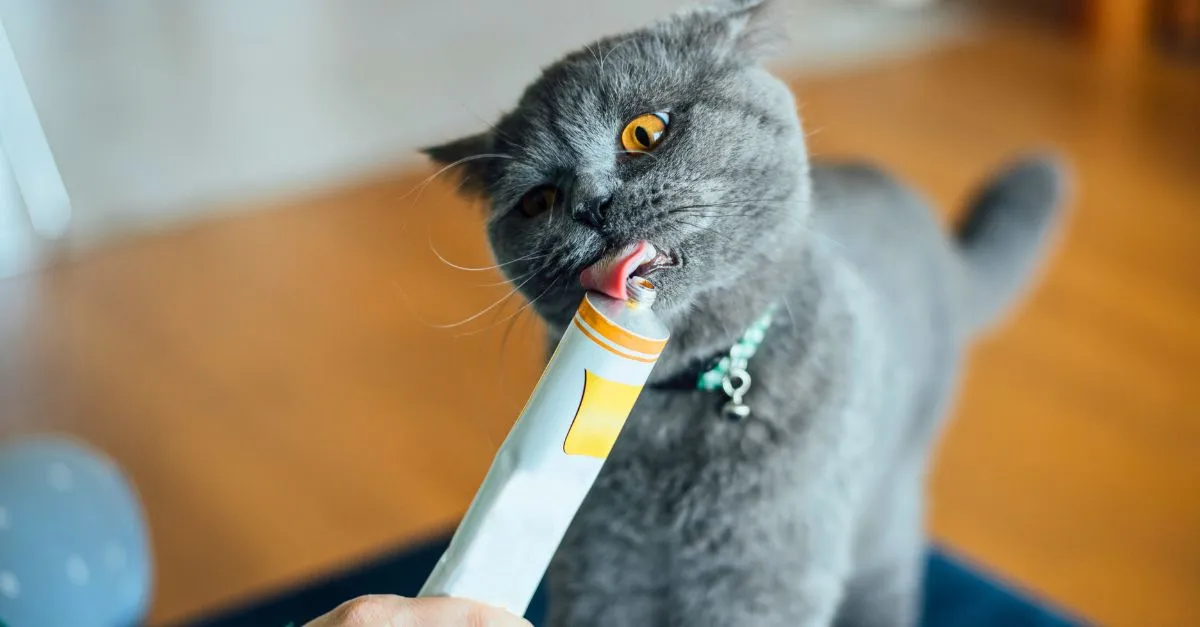 5 razões do gato vomitando bola de pelo e como prevenir